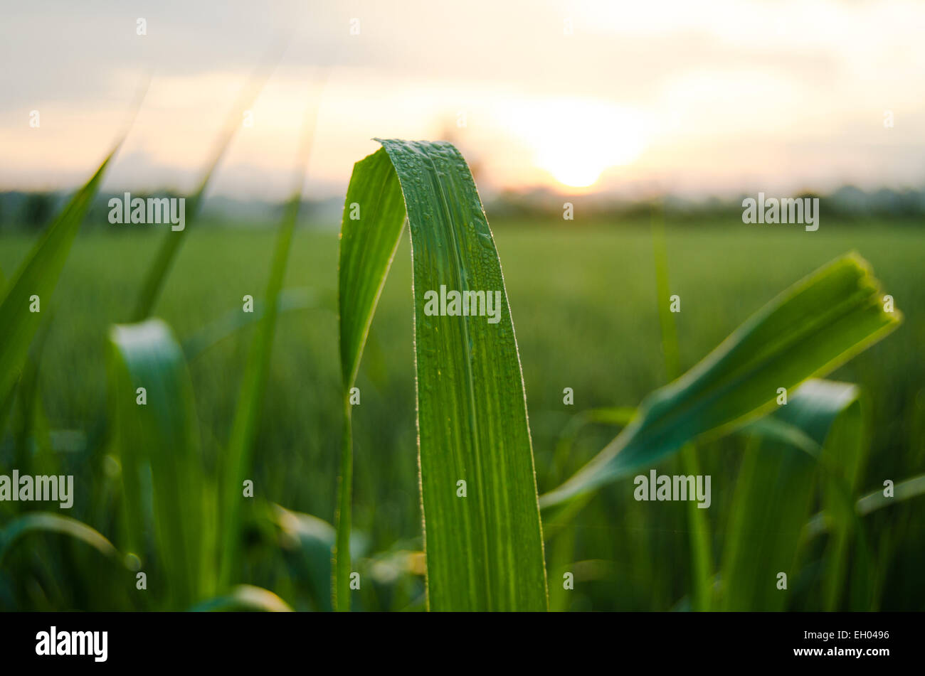 dew paddy fields, rice field morning Stock Photo - Alamy