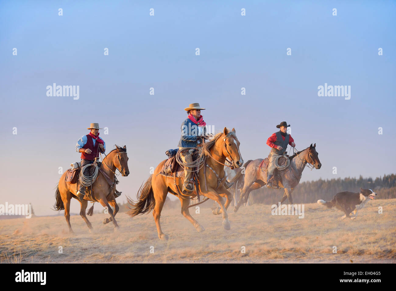 USA, Wyoming, three riding cowboys and a dog Stock Photo - Alamy