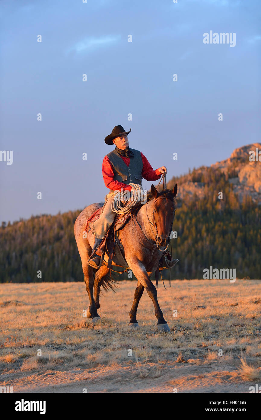 USA, Wyoming, cowboy riding at evening light Stock Photo - Alamy