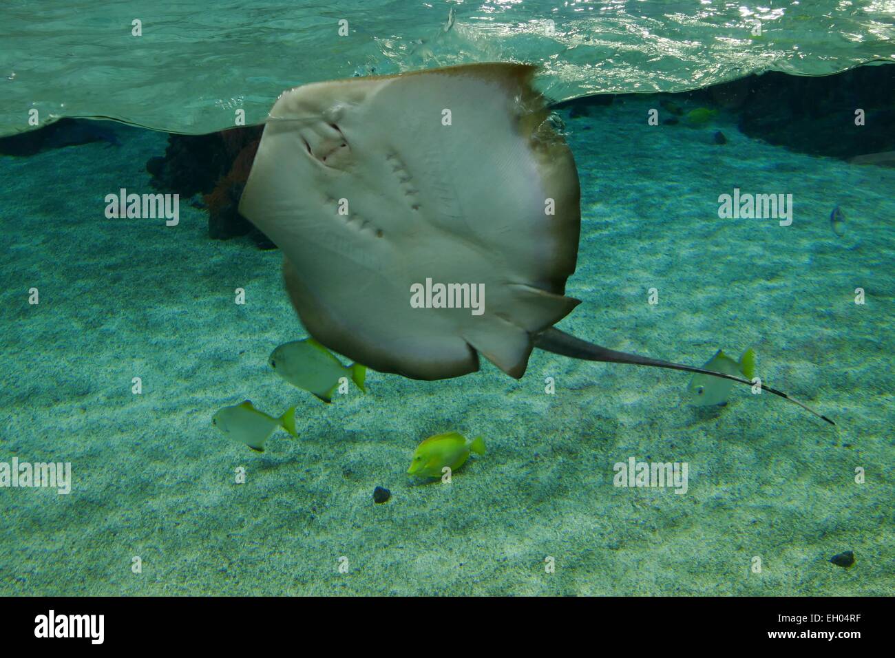 Underside Of Tank High Resolution Stock Photography and Images - Alamy