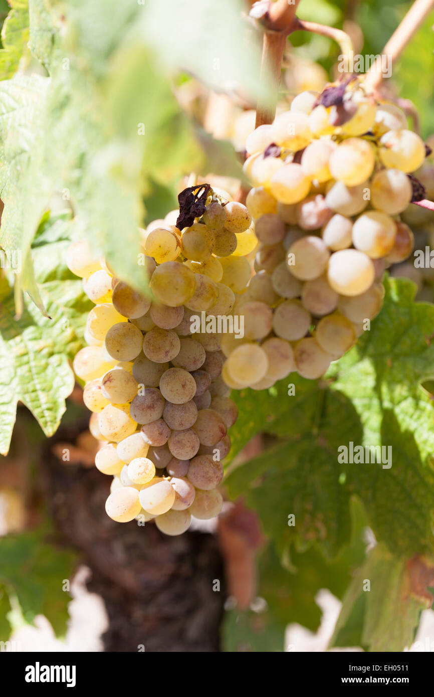 Grapes : Dimiat Stock Photo - Alamy