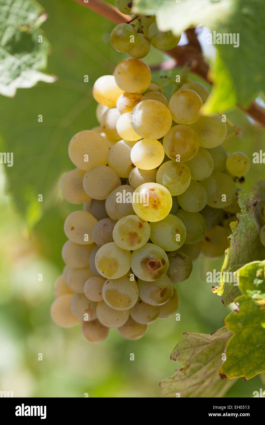 Grapes : Dimiat Stock Photo - Alamy