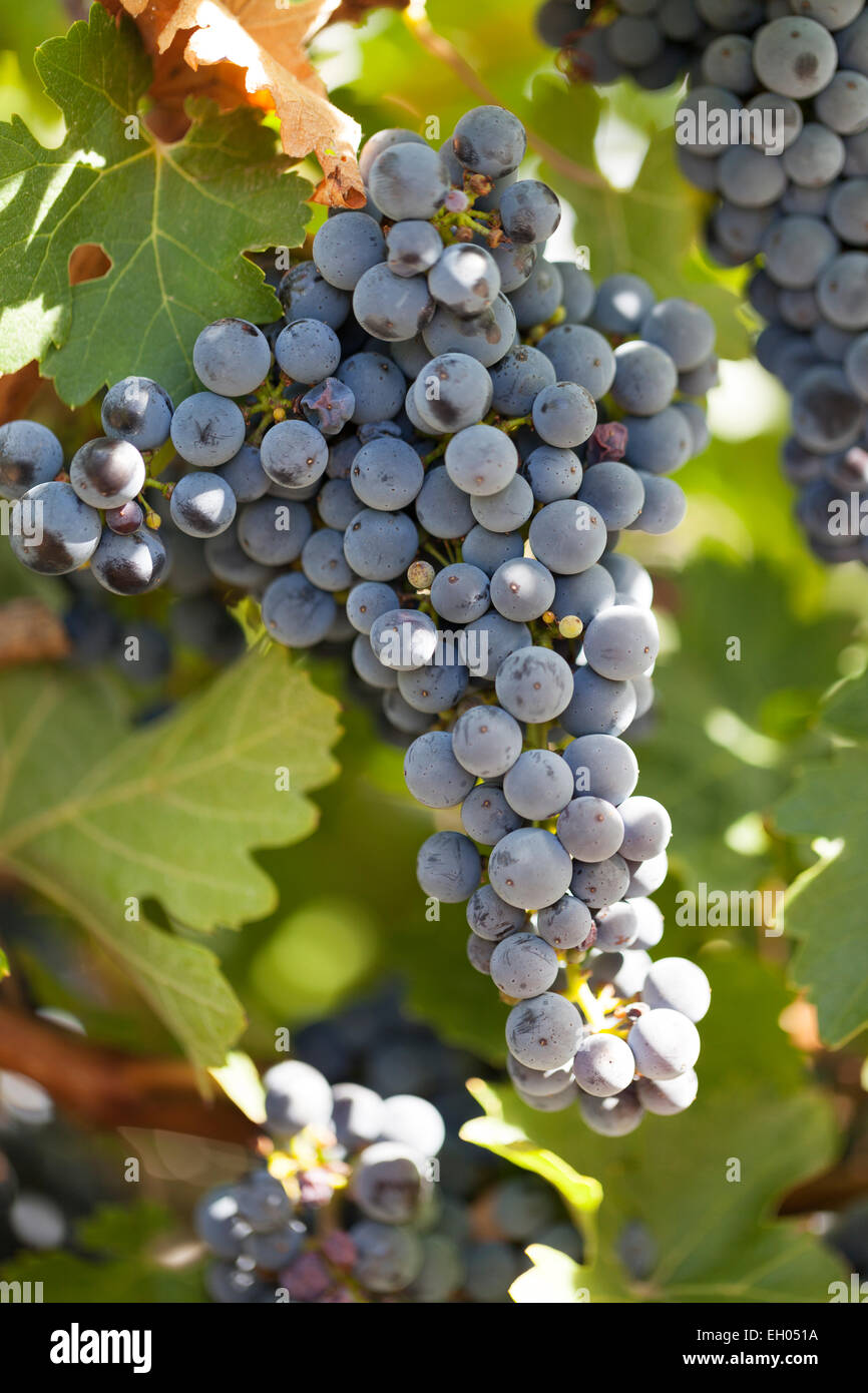 Grapes : Cabernet Sauvignon. France Stock Photo - Alamy