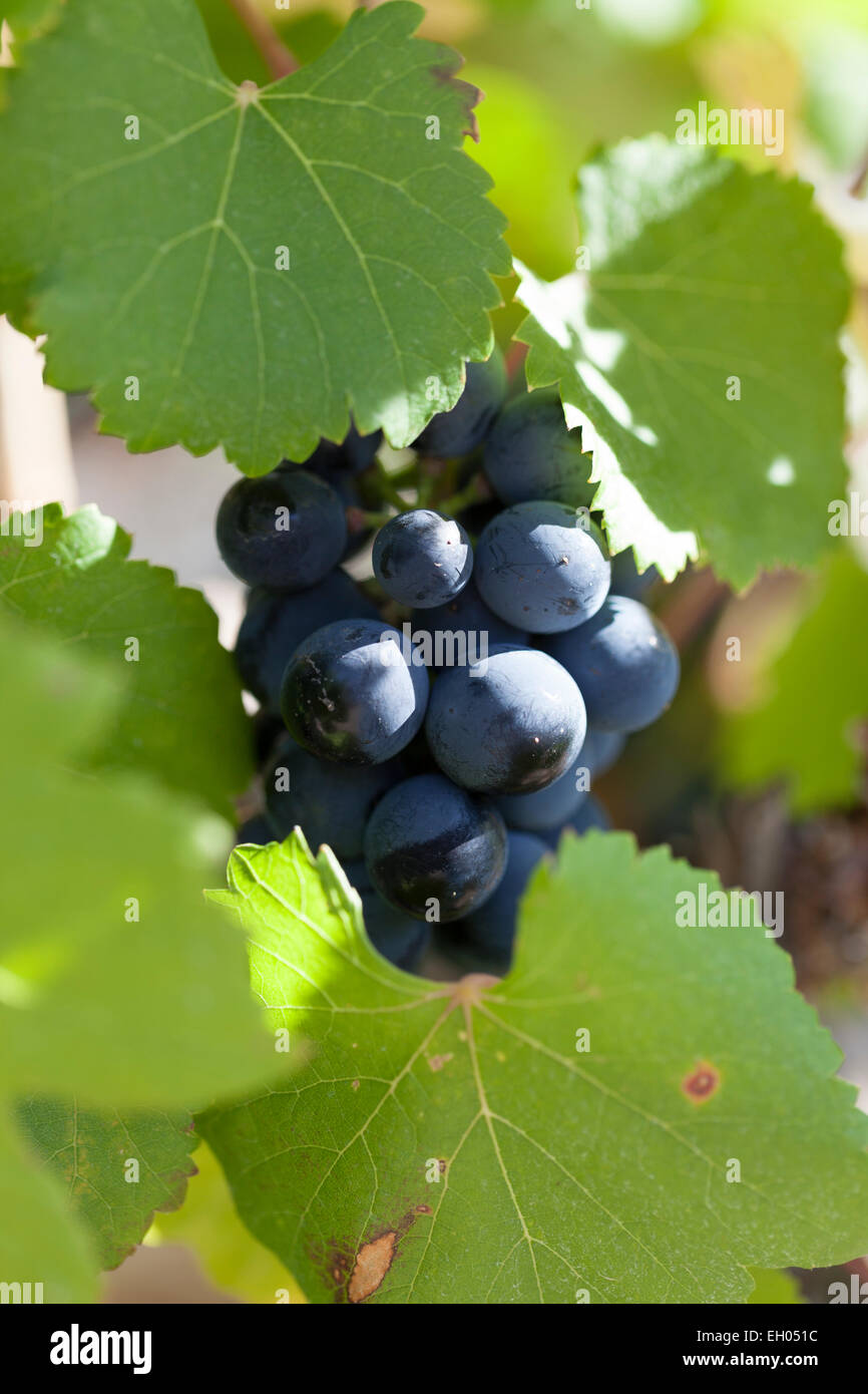 Malbec hi-res stock photography and images - Alamy