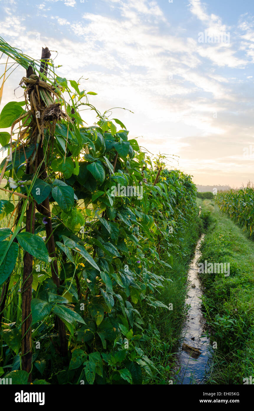 Bean plant hi-res stock photography and images - Alamy