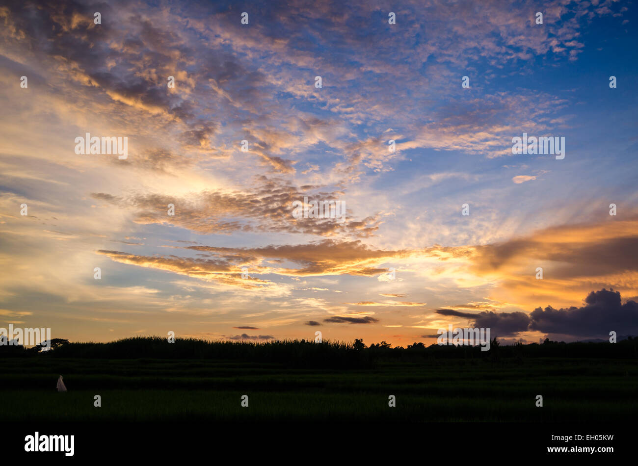 beautiful sunset, color sky rice field Stock Photo - Alamy