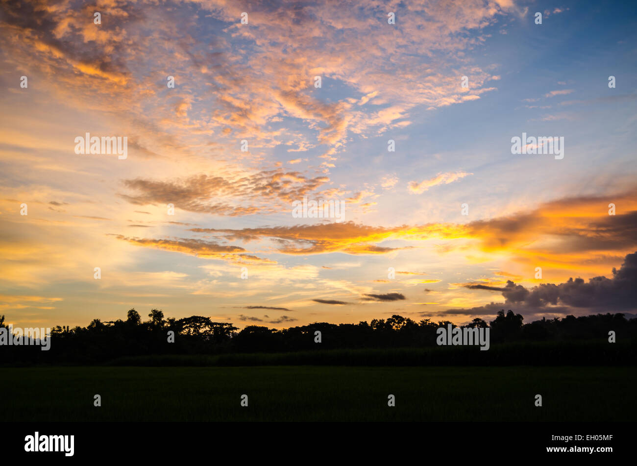 beautiful sunset, color sky rice field Stock Photo - Alamy