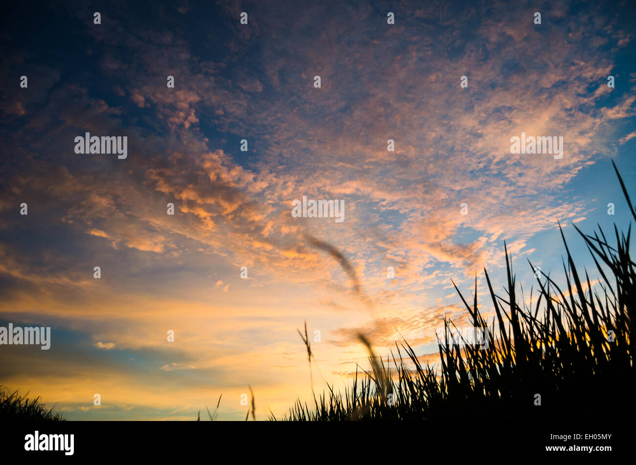 beautiful sunset, color sky rice field Stock Photo - Alamy