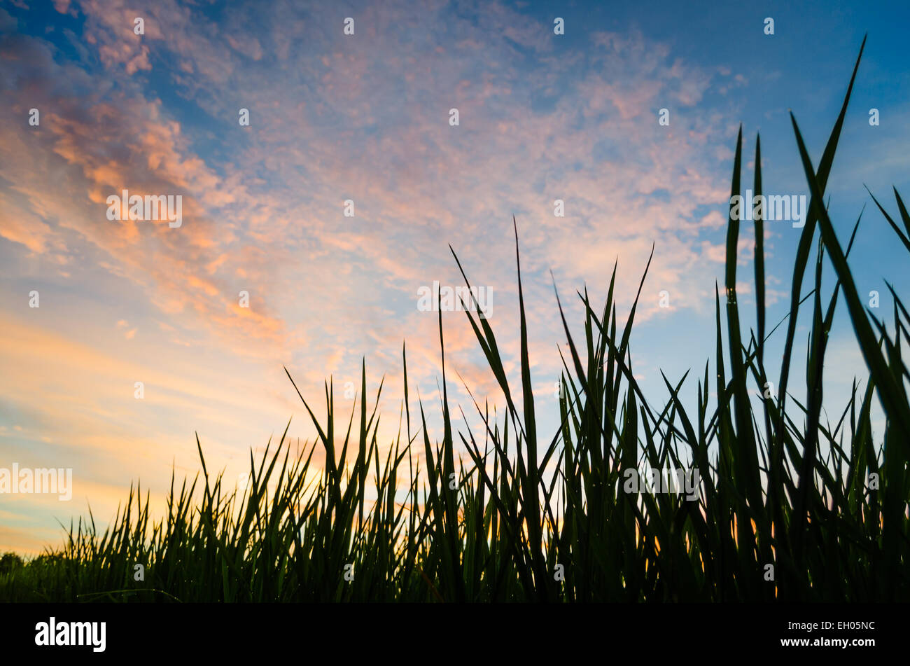 Violet rice color hi-res stock photography and images - Alamy