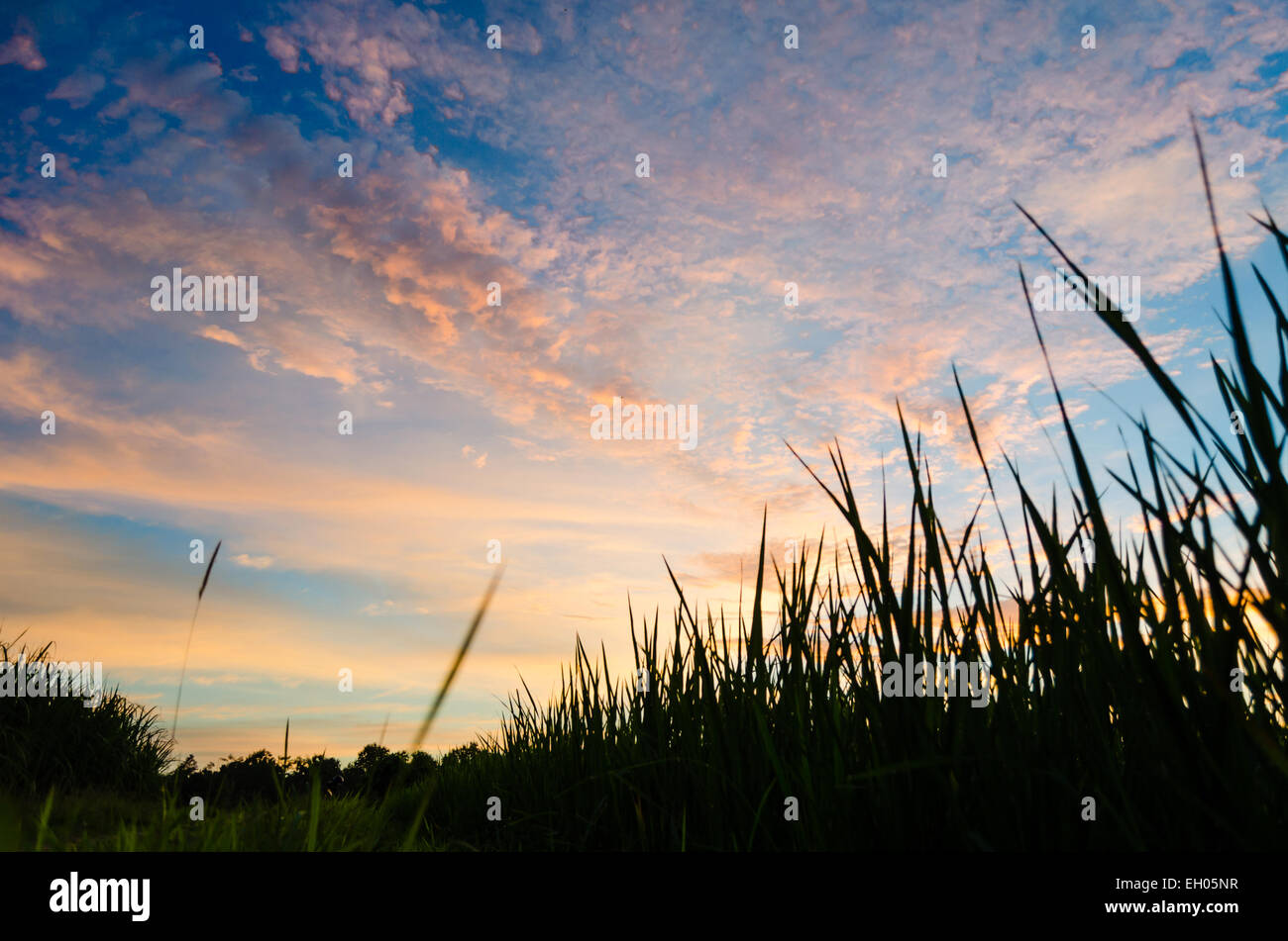 beautiful sunset, color sky rice field Stock Photo - Alamy