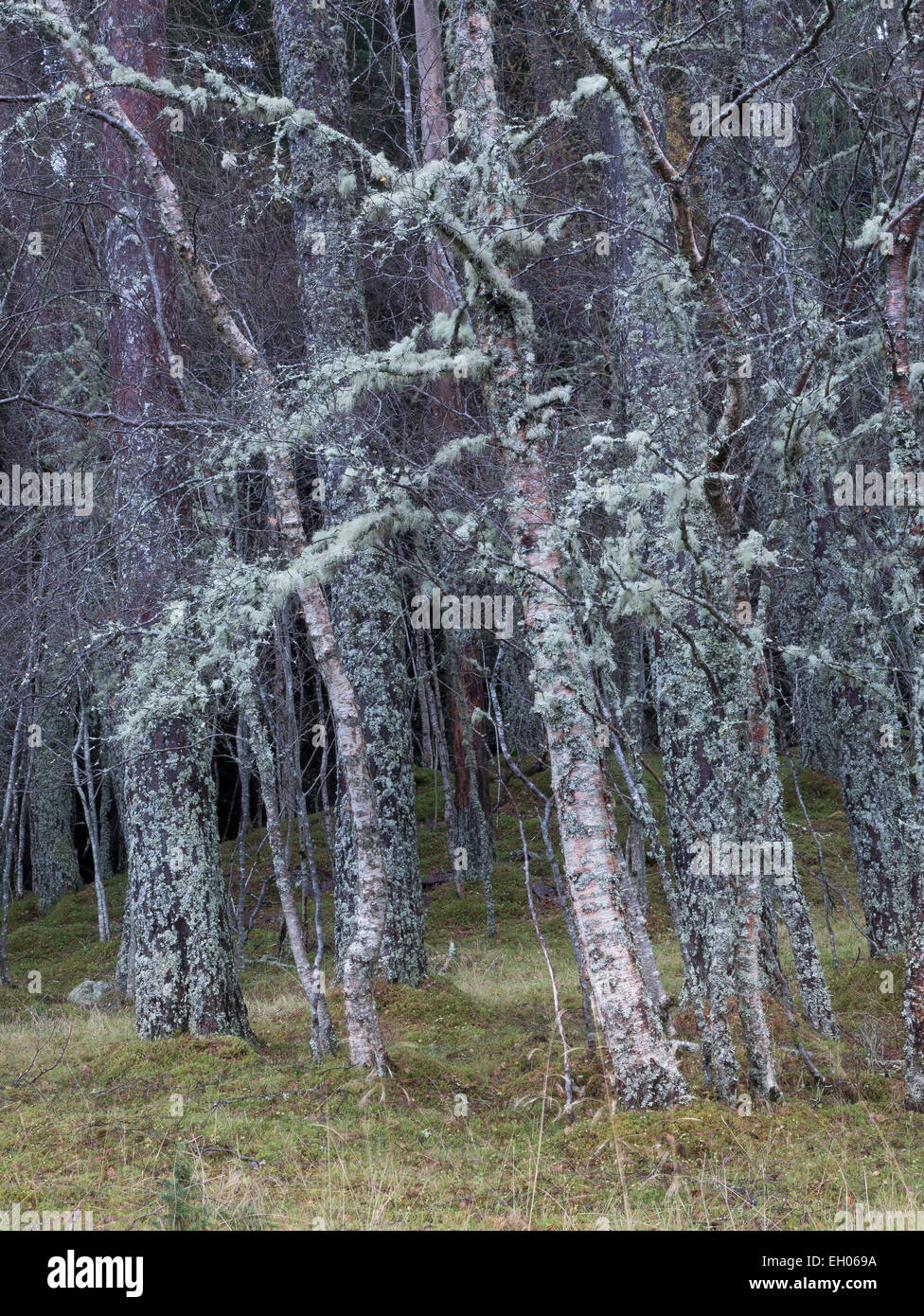 Gnarled birch trees hi-res stock photography and images - Alamy