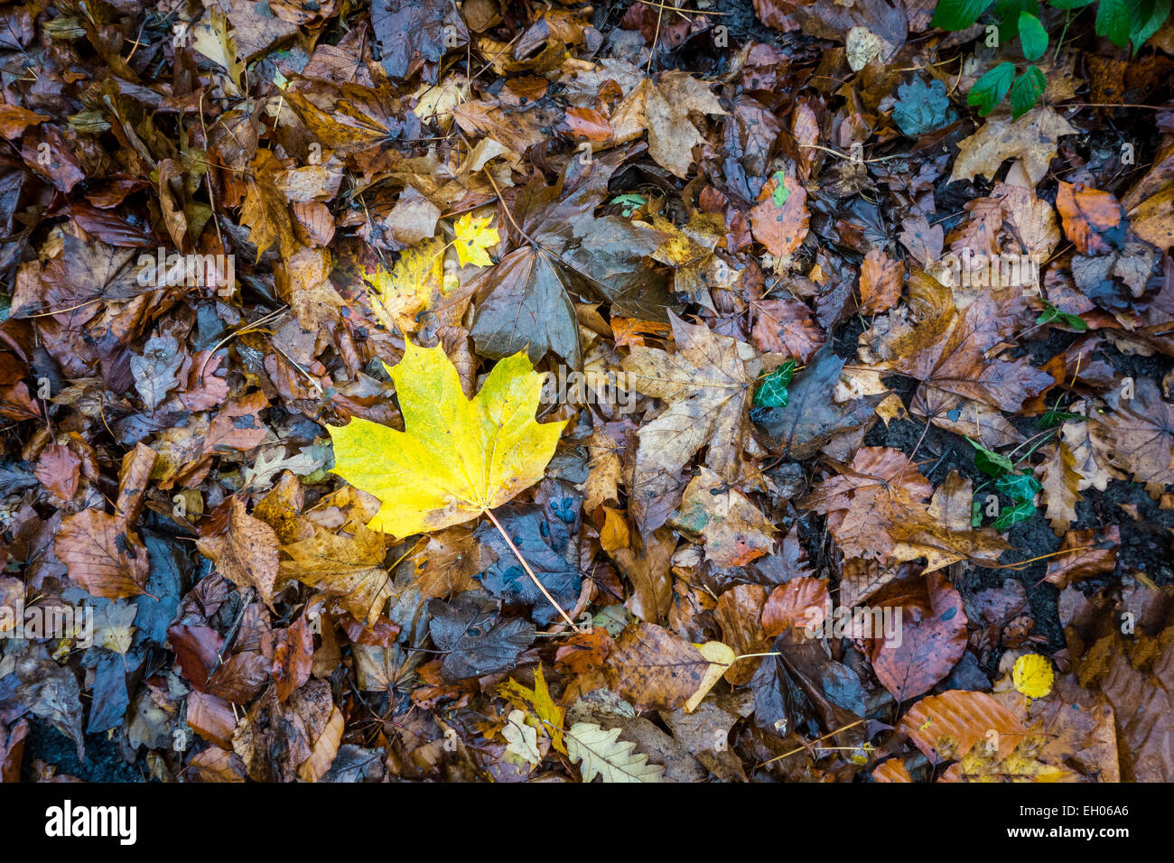 Dead leaves autumn hi-res stock photography and images - Alamy