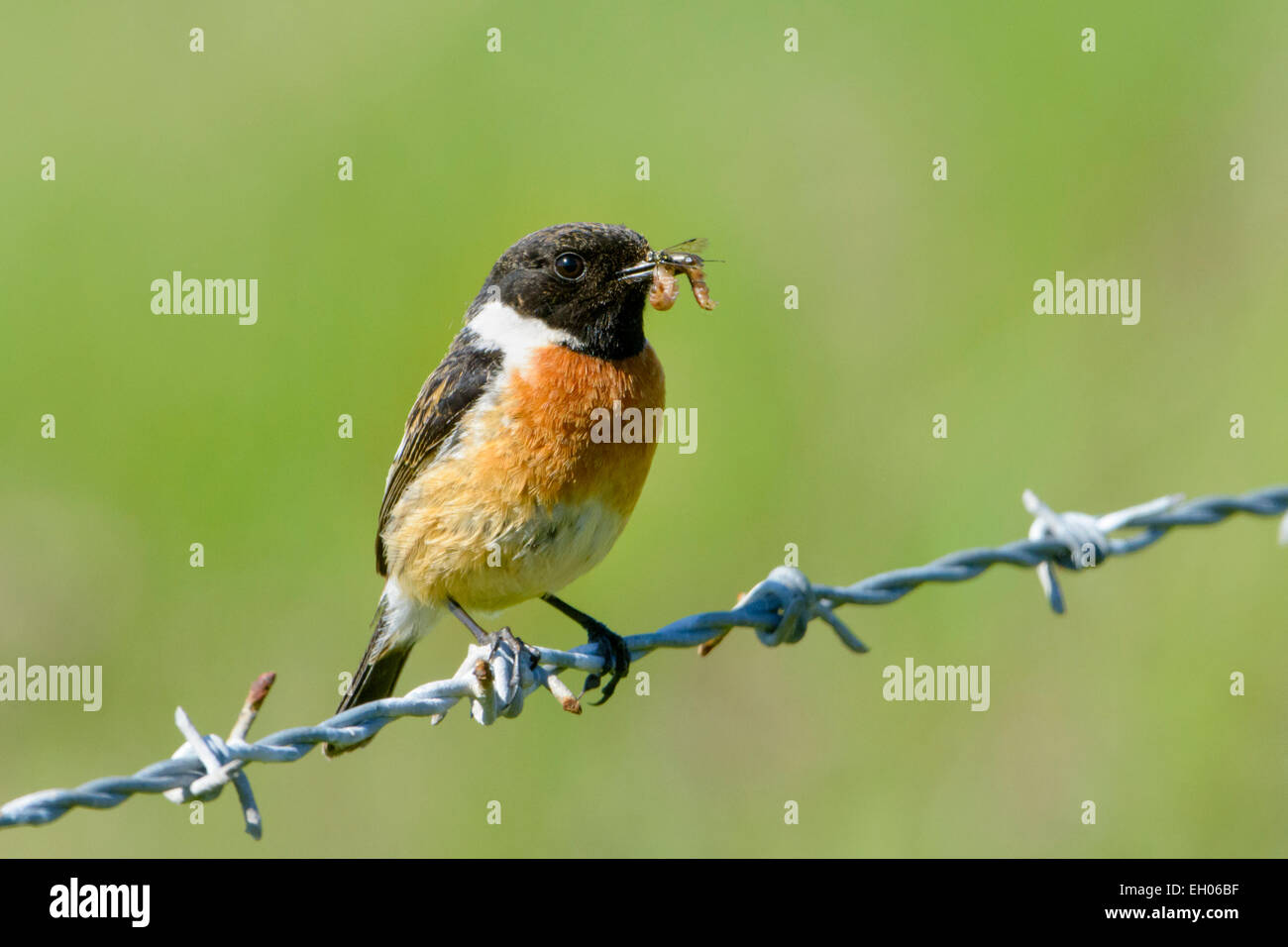 Bird eating insect hi-res stock photography and images - Alamy