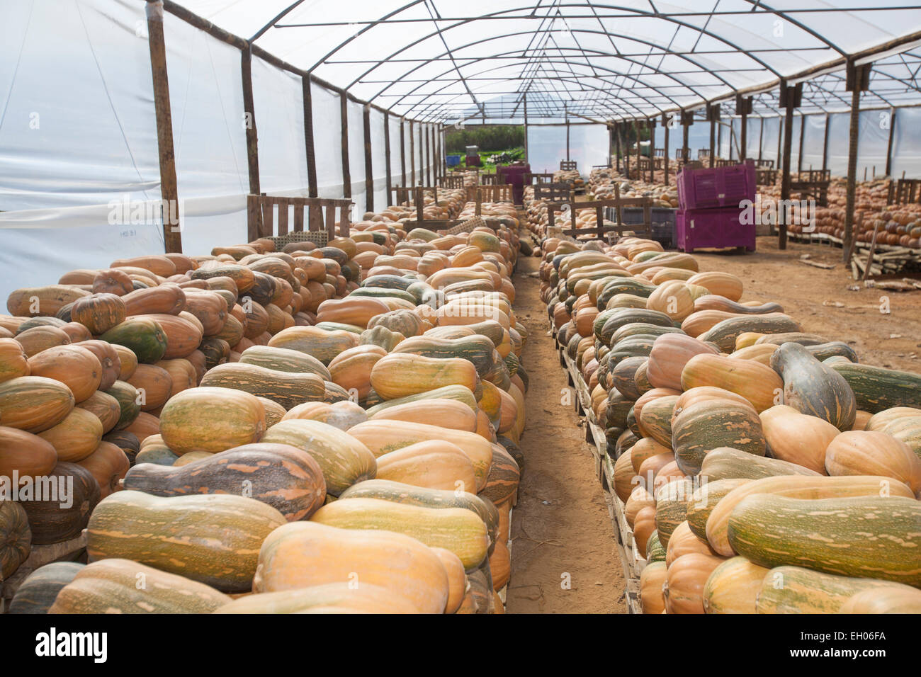 Pumpkin factory hi-res stock photography and images - Alamy