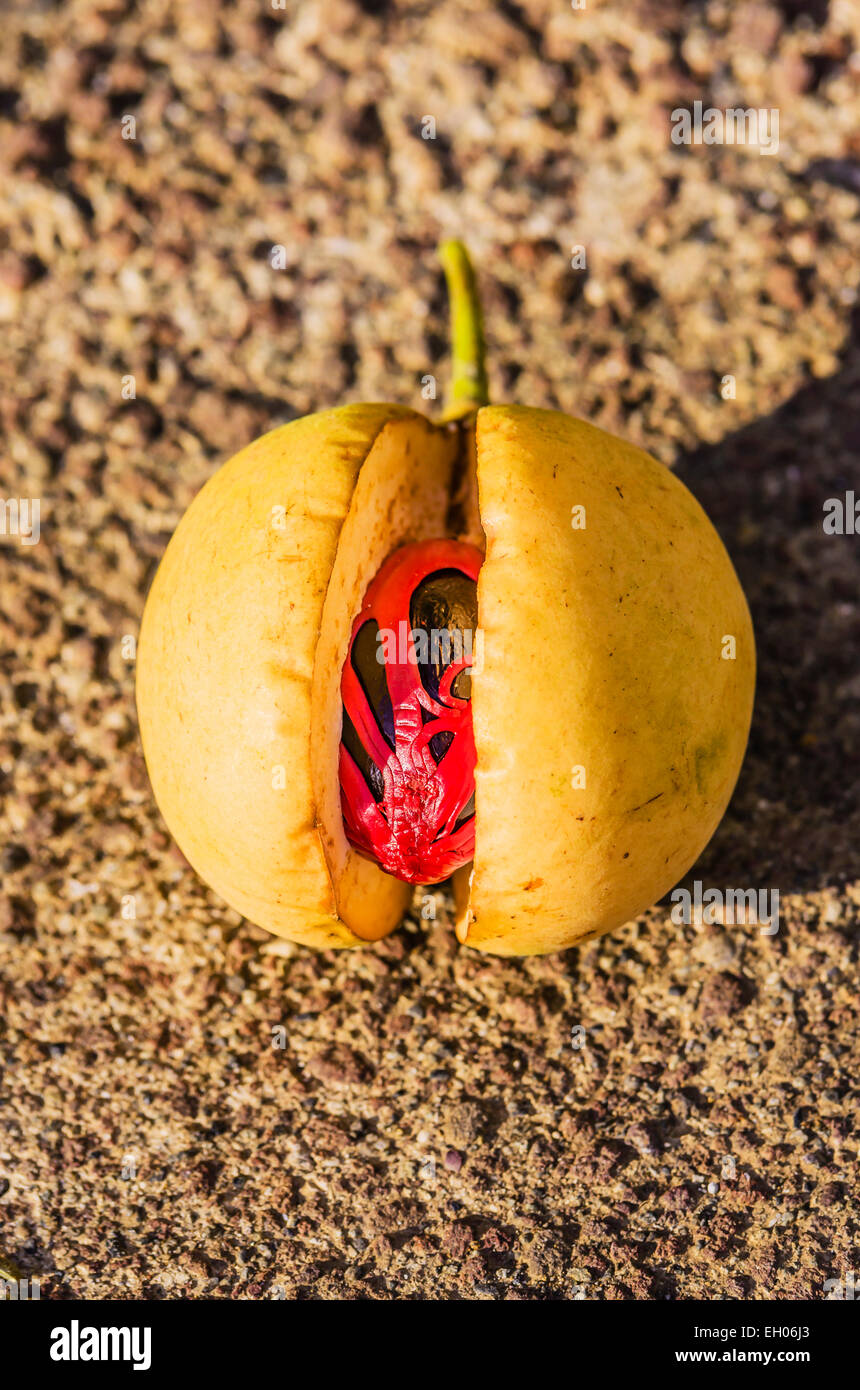 Grenada fruit hi-res stock photography and images - Alamy