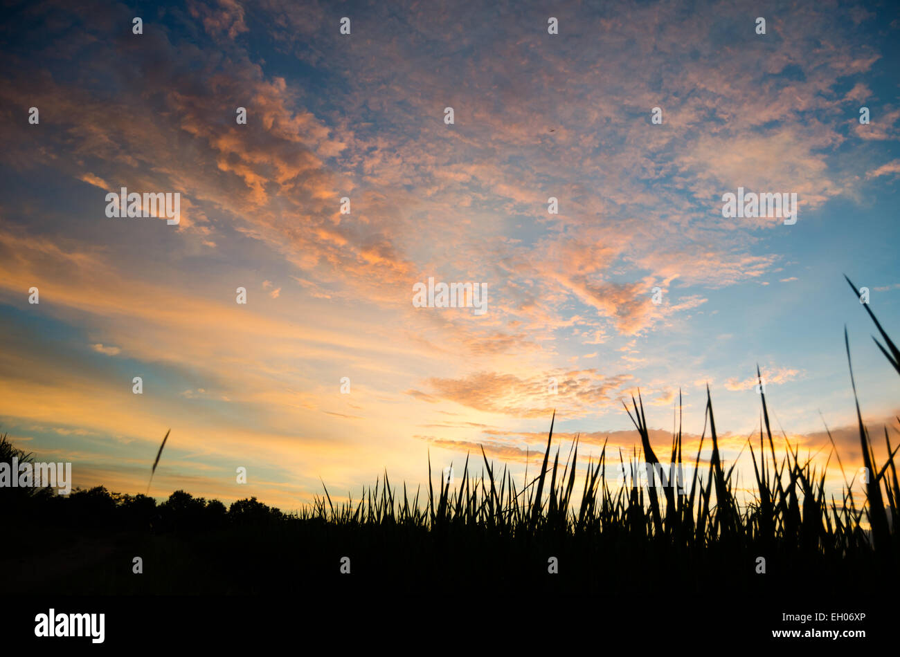 beautiful sunset, color sky rice field Stock Photo - Alamy