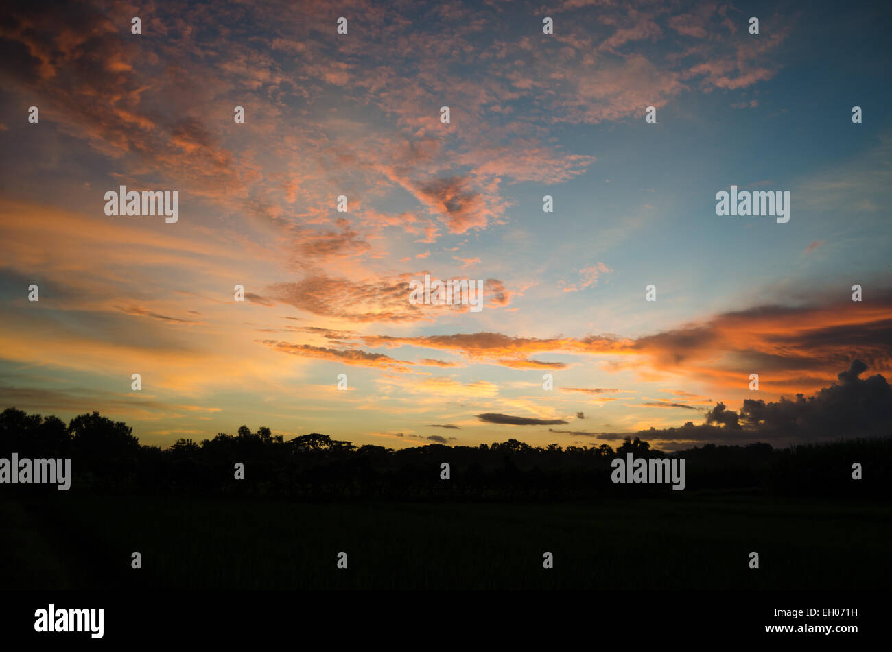 beautiful sunset, color sky rice field Stock Photo - Alamy