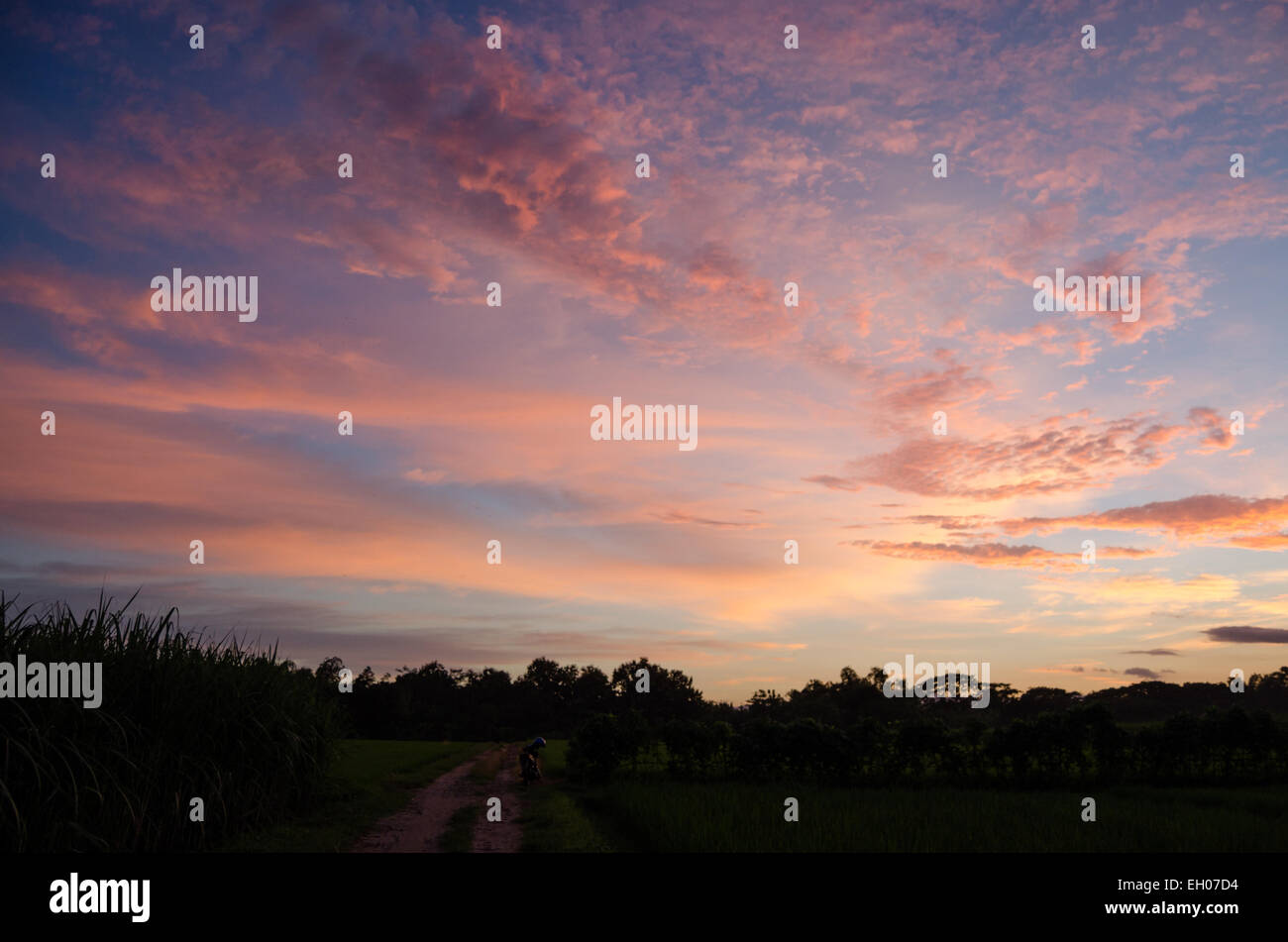 Sunsets grass field hi-res stock photography and images - Alamy
