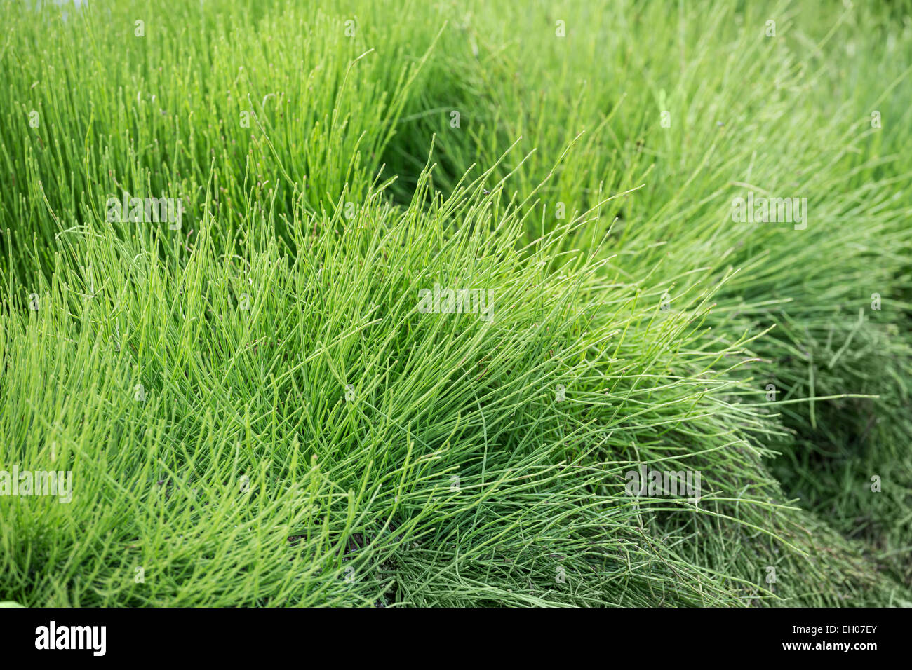 Natural short grass background Stock Photo - Alamy