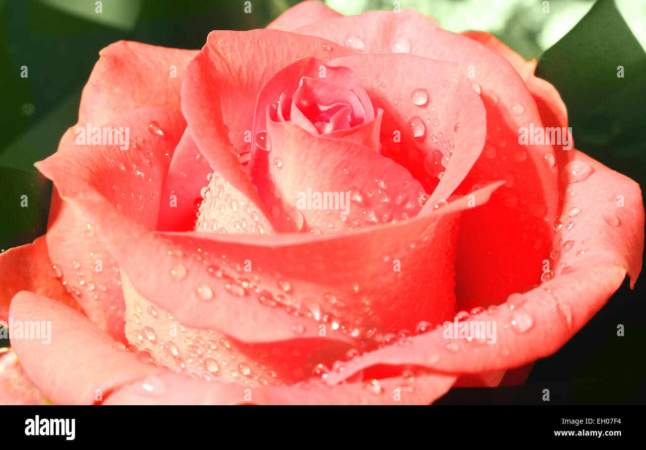 Horizontal rose hi-res stock photography and images - Alamy