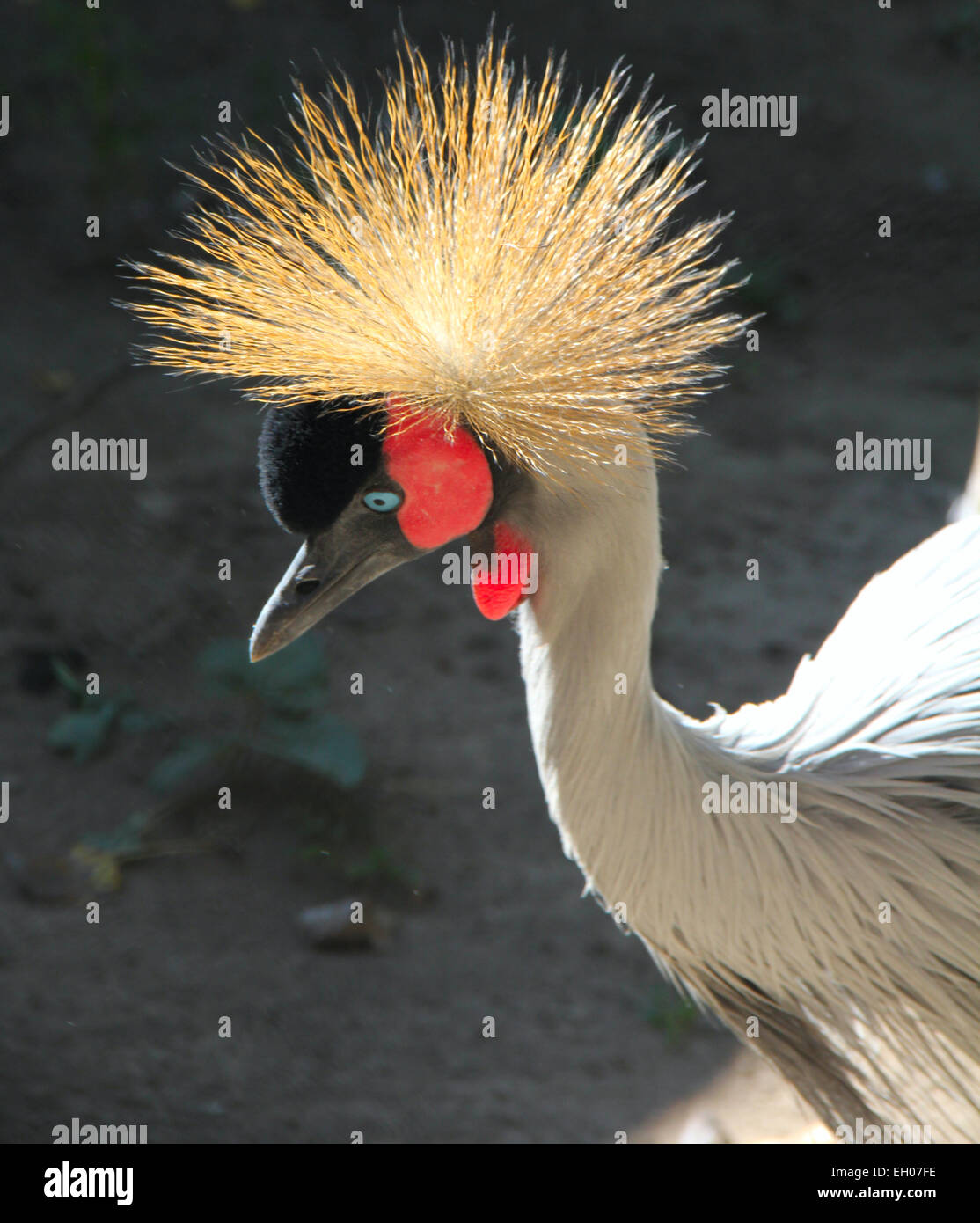 bird gold crested herons Stock Photo - Alamy