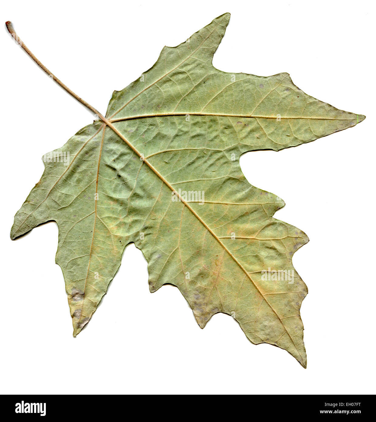 Plant maple bigleaf hi-res stock photography and images - Alamy