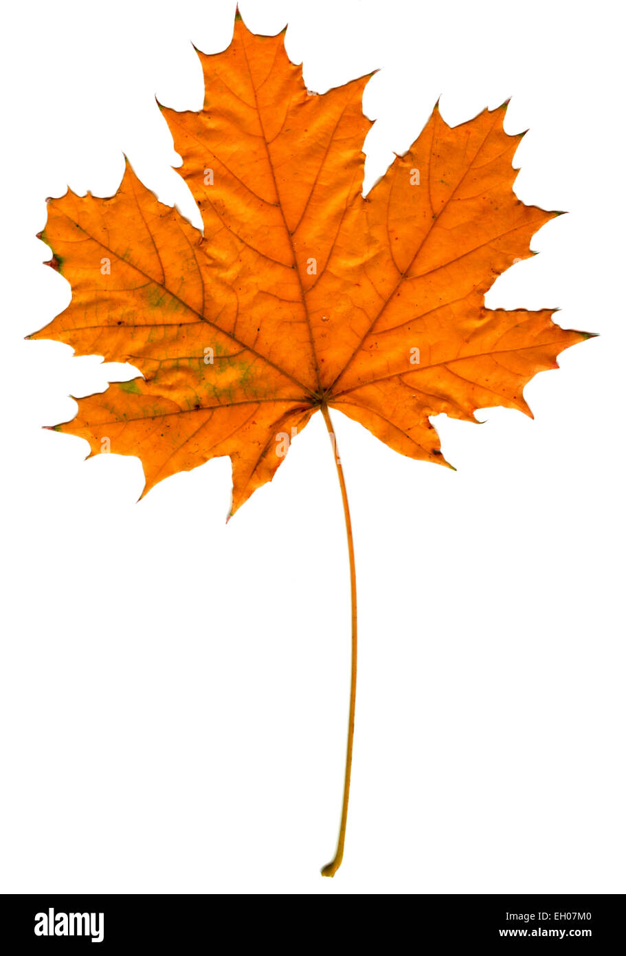 maple leaf isolated Stock Photo - Alamy