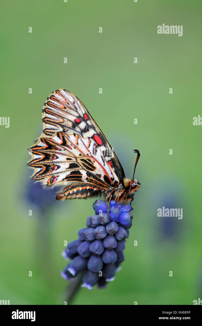 Festoon butterfly hi-res stock photography and images - Alamy