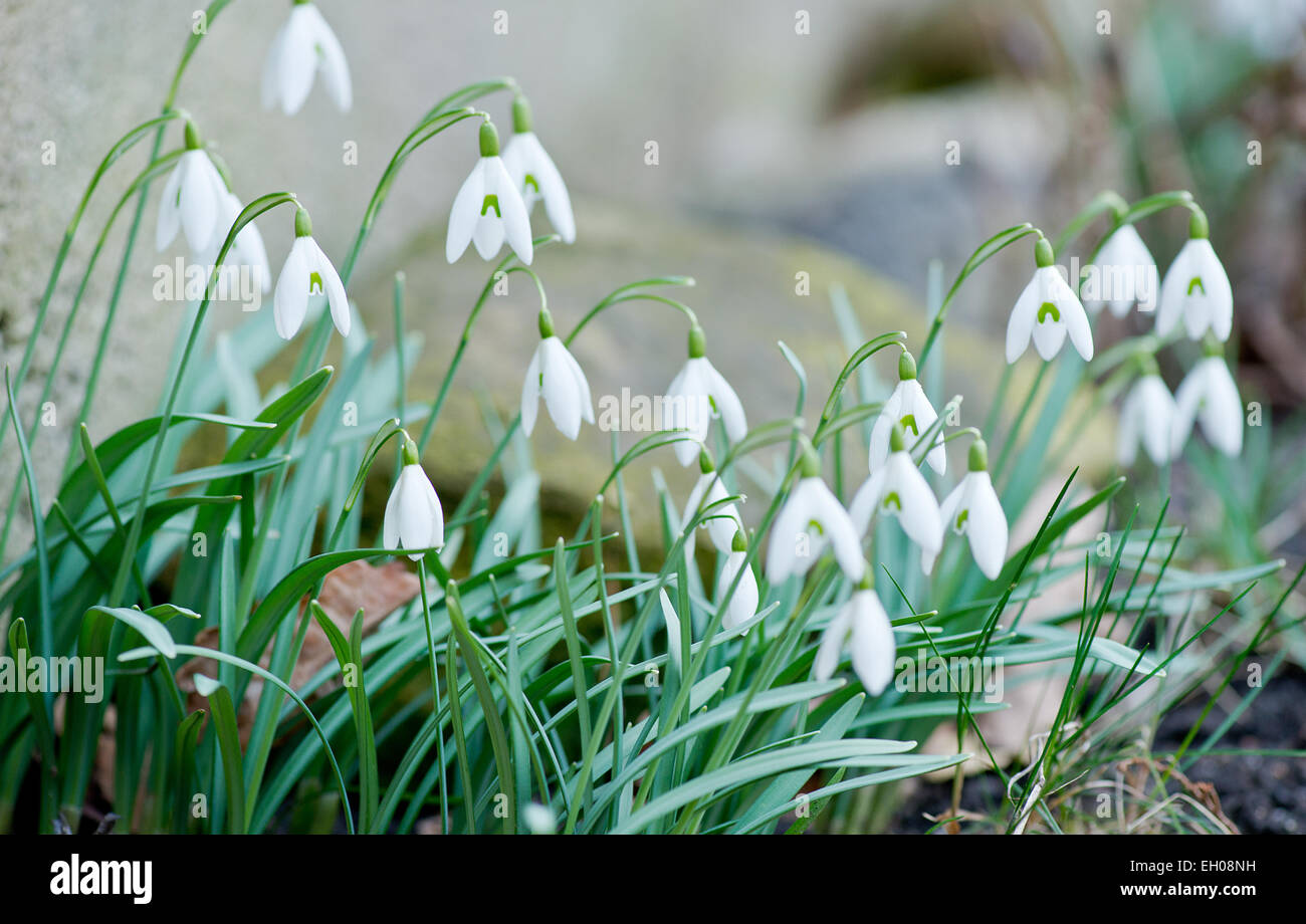 detail of snowdrops in the garden in the springtime Stock Photo - Alamy