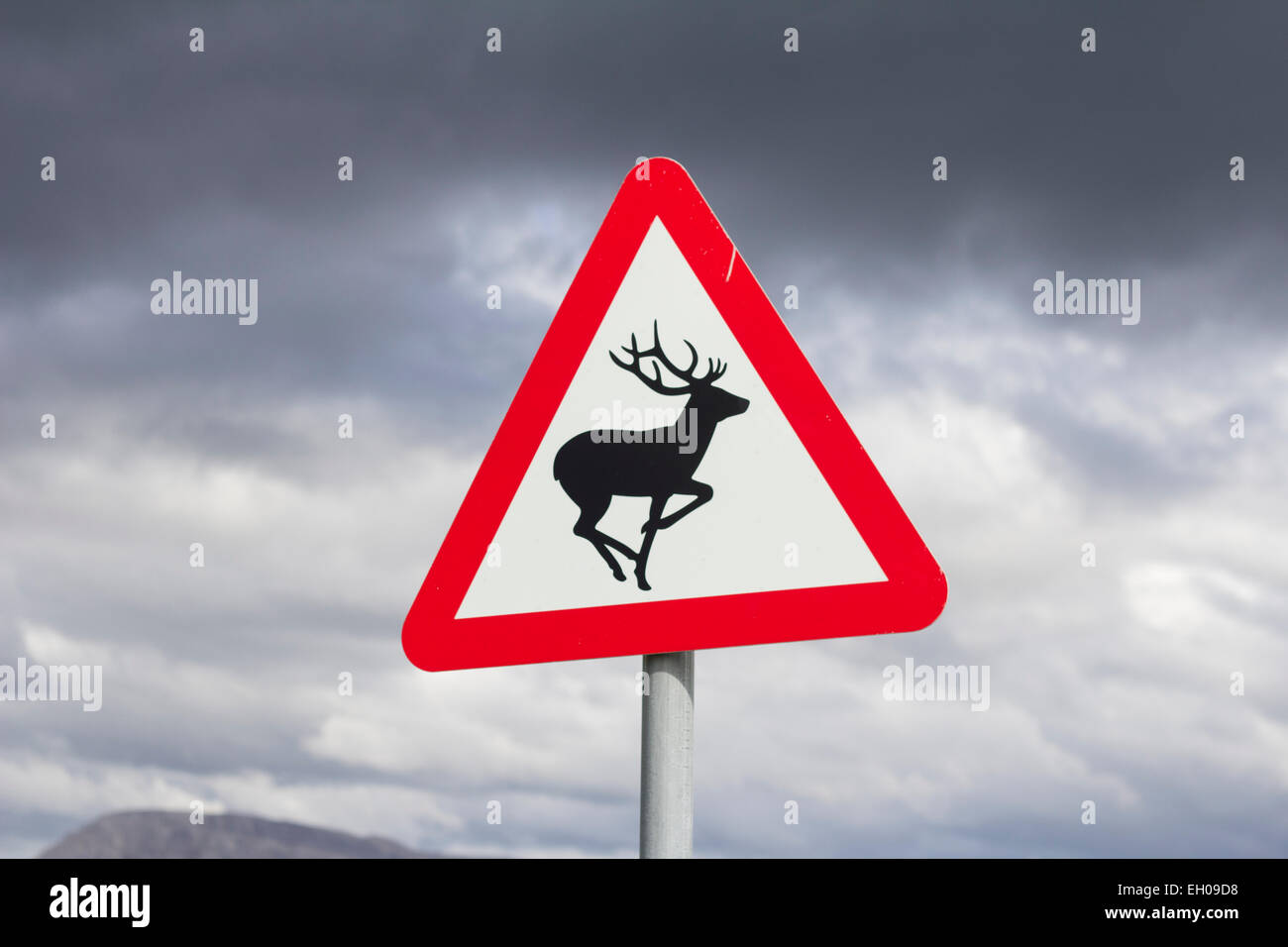 Beware deer crossing warning traffic sign Stock Photo - Alamy Beware deer crossing warning traffic sign Stock Photo - Alamy