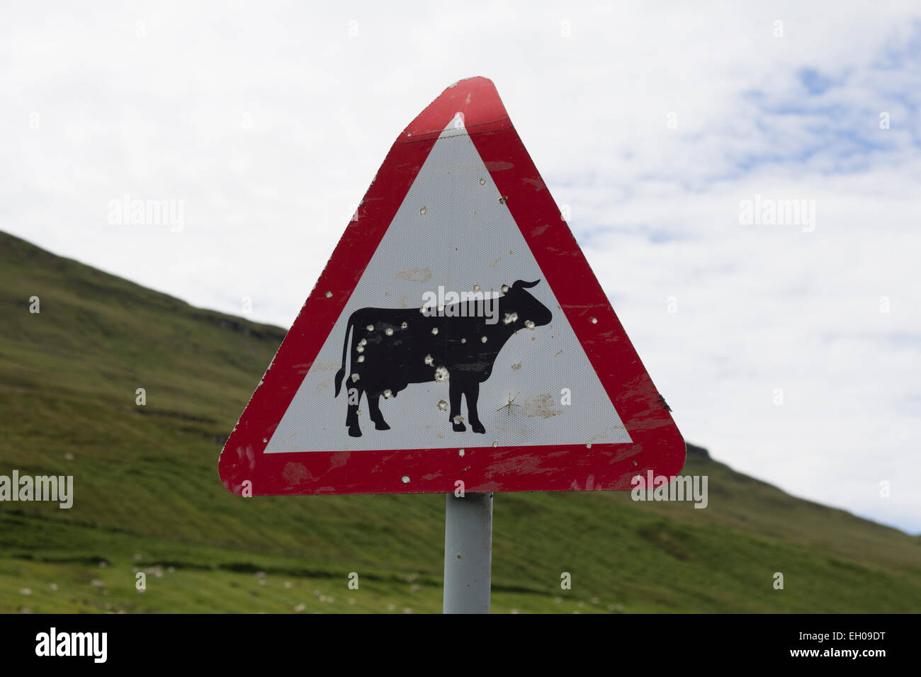 Caution Cow Cattle Herd Crossing Sign Stock Photo - Alamy