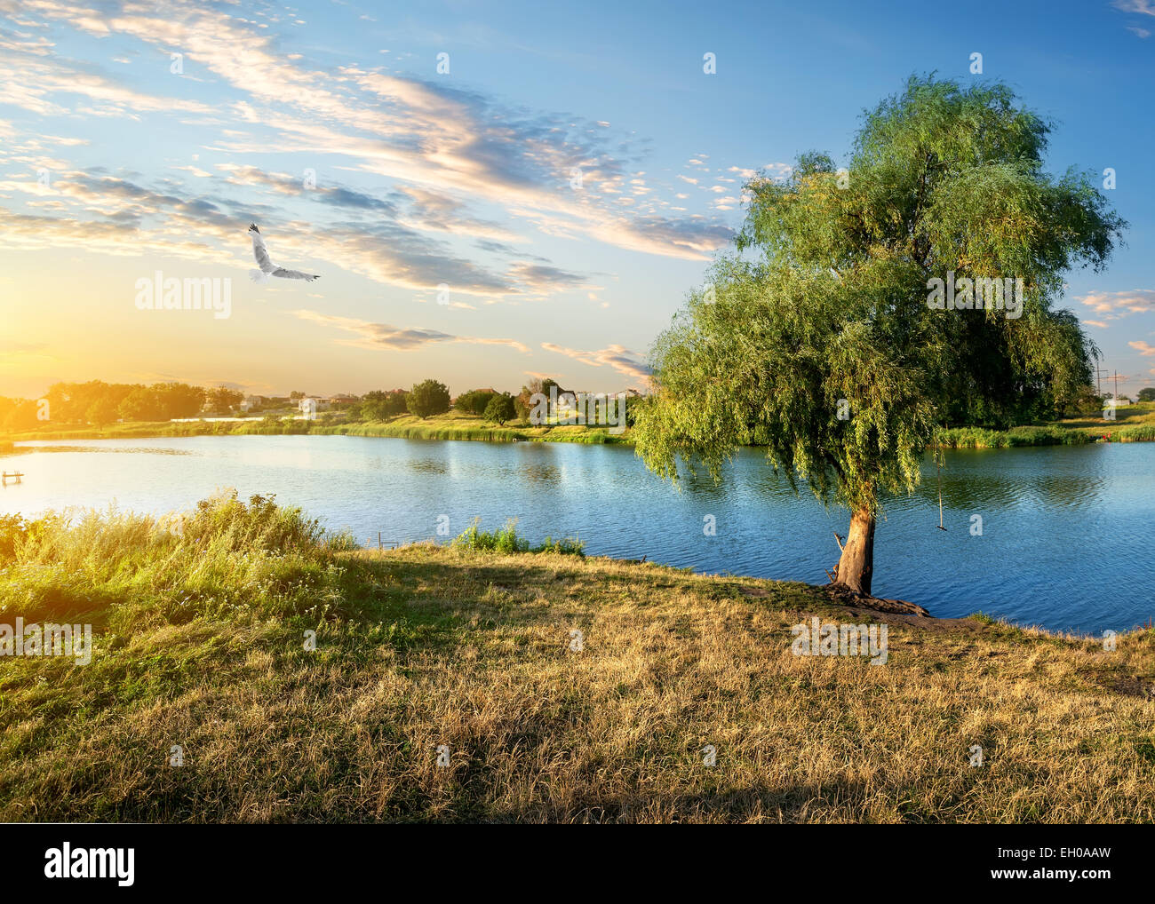 Bird and osier near river at the sunset Stock Photo - Alamy