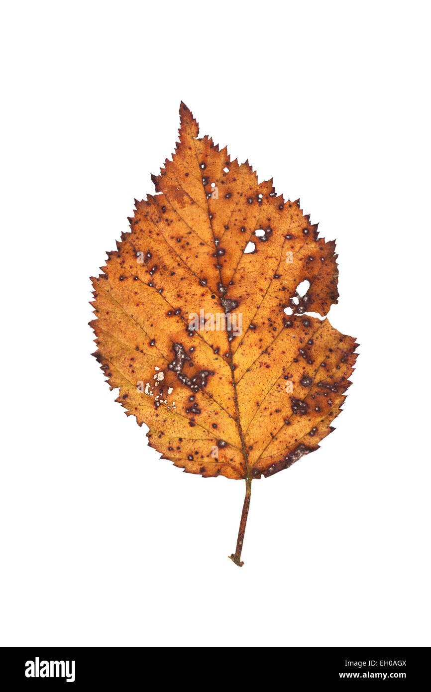 Wilted autumn leaf of beech tree Stock Photo - Alamy