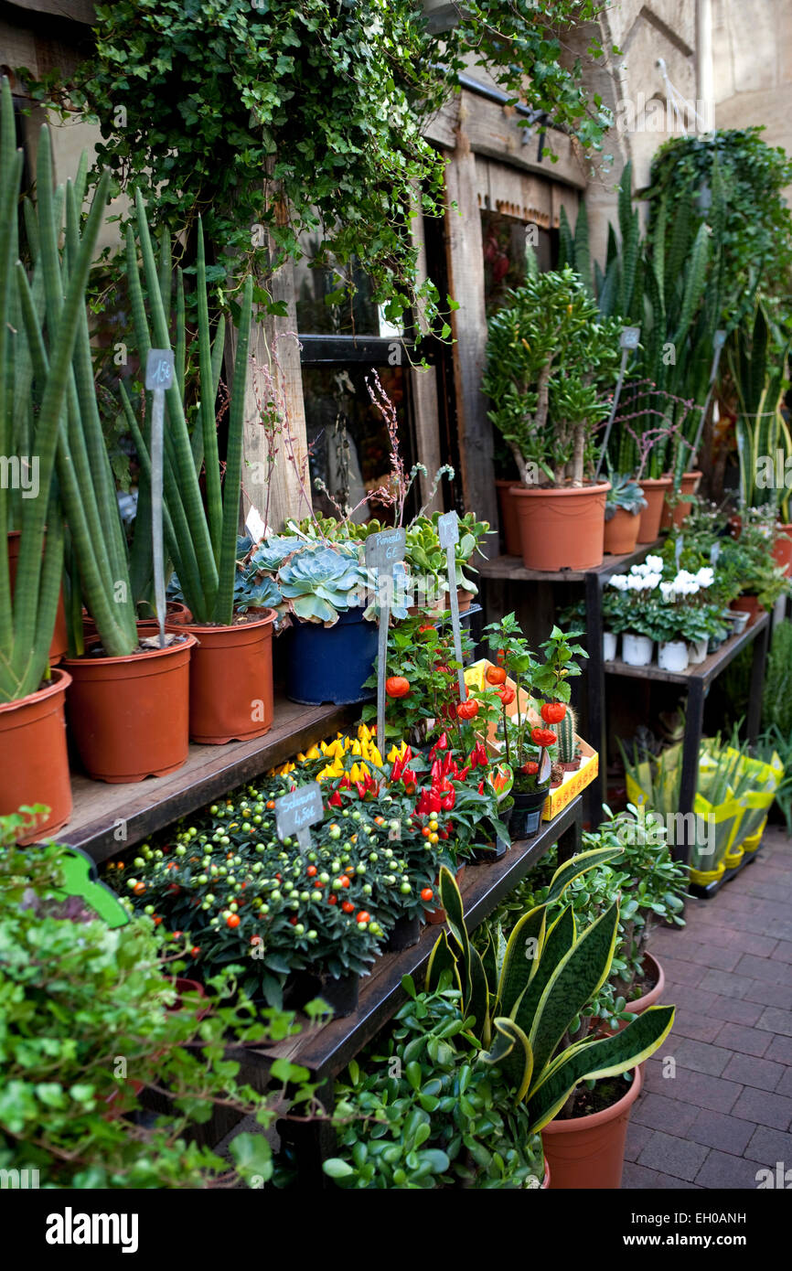 Plants and flowers a flower shop Stock Photo - Alamy