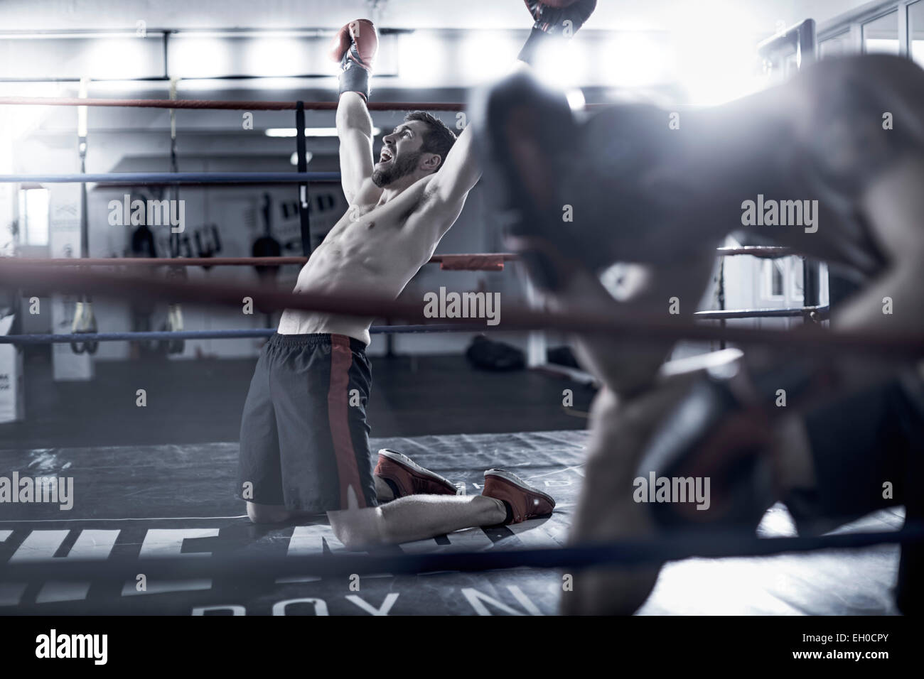 Boxer celebrating victory over his opponent Stock Photo - Alamy