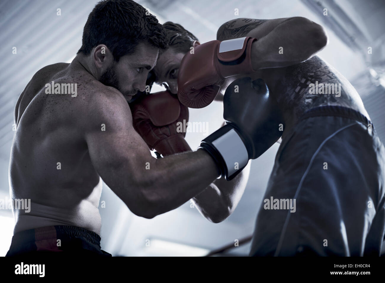 Two boxers fighting in ring Stock Photo - Alamy