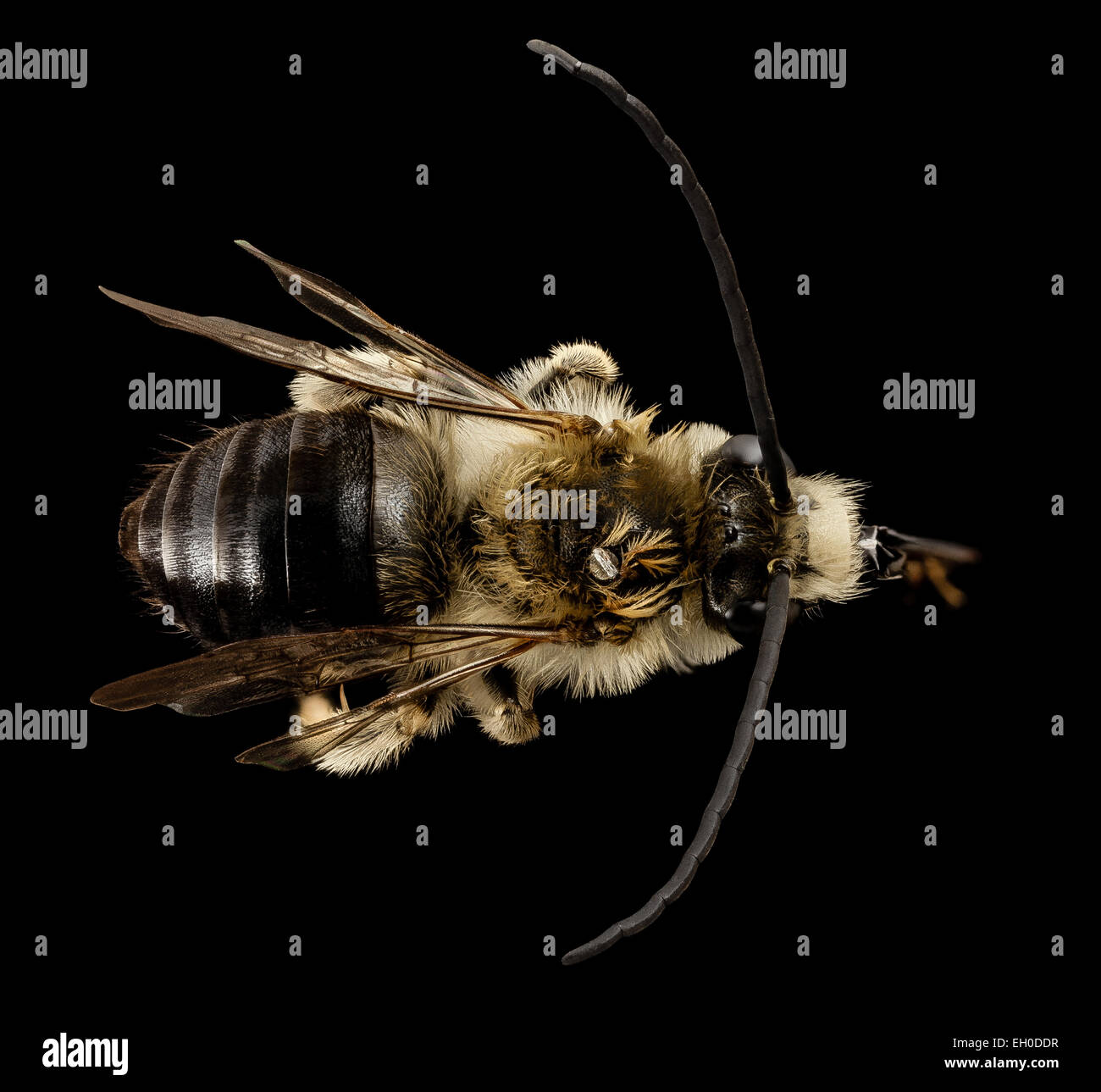 Eucera dubitata, a male bee species from Georgia, is shown in close-up ...