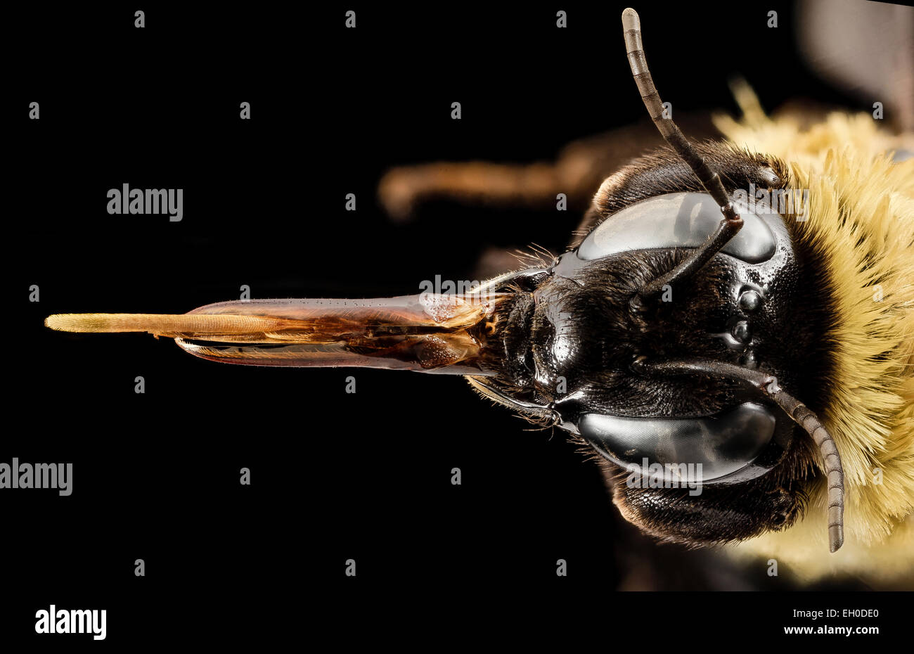 The Bombus fraternus bumblebee, identified in Georgia, is a rare ...