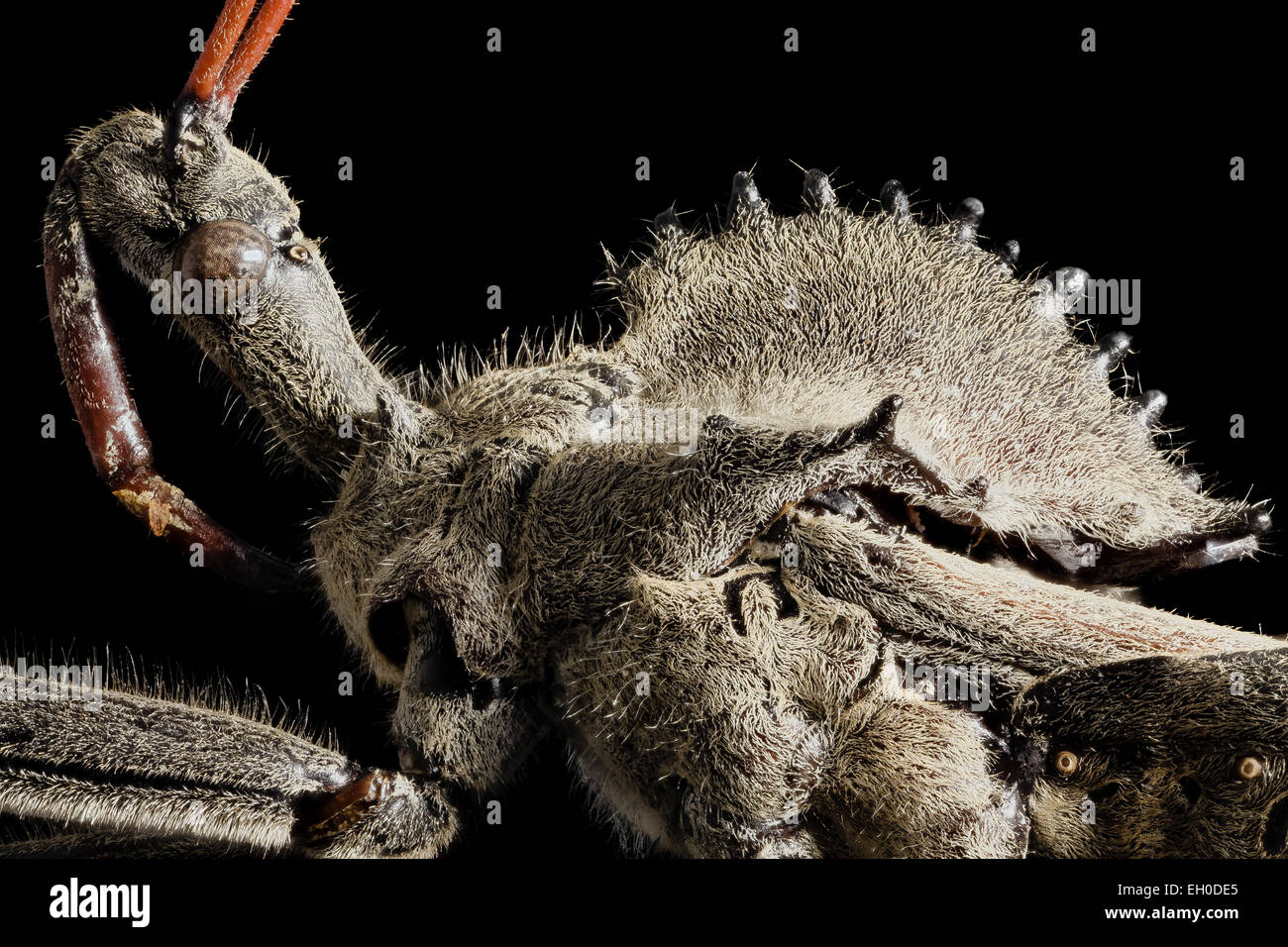 Binomial arilus cristatus hi-res stock photography and images - Alamy