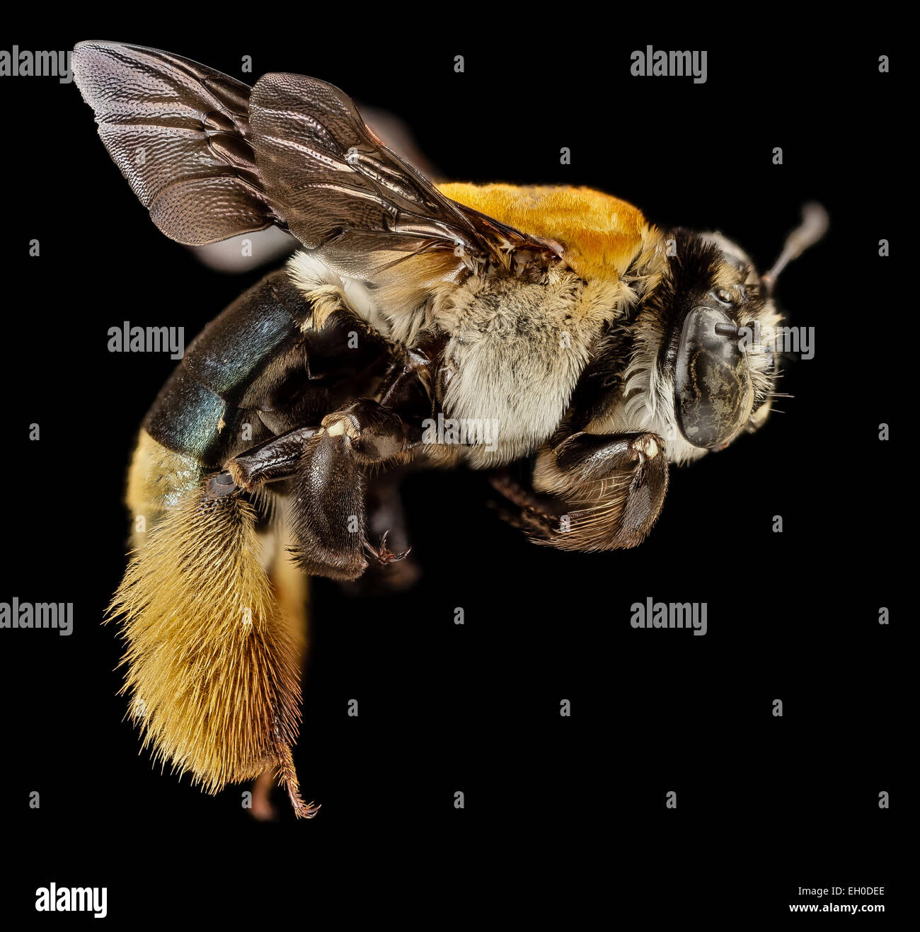 The photograph showcases a female Centris decolorata bee from Puerto ...