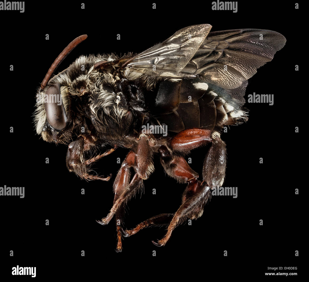 Mesoplia aff rufipes hi-res stock photography and images - Alamy