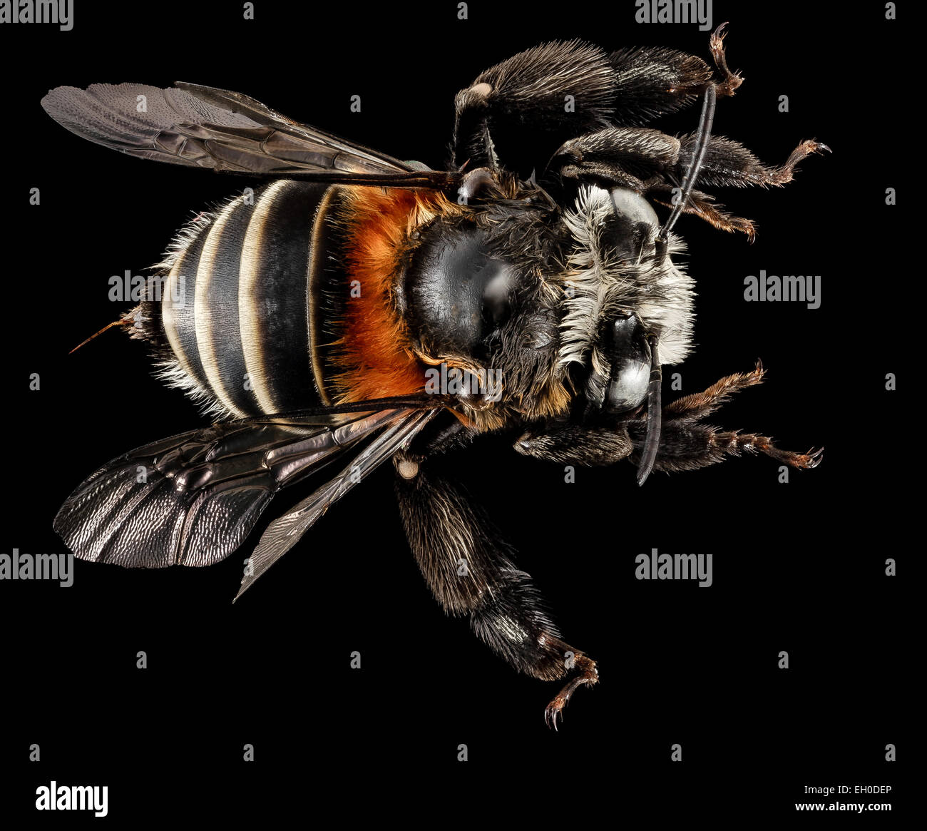 Anthophora tricolor, a species of bee, photographed in Yauco, Puerto ...