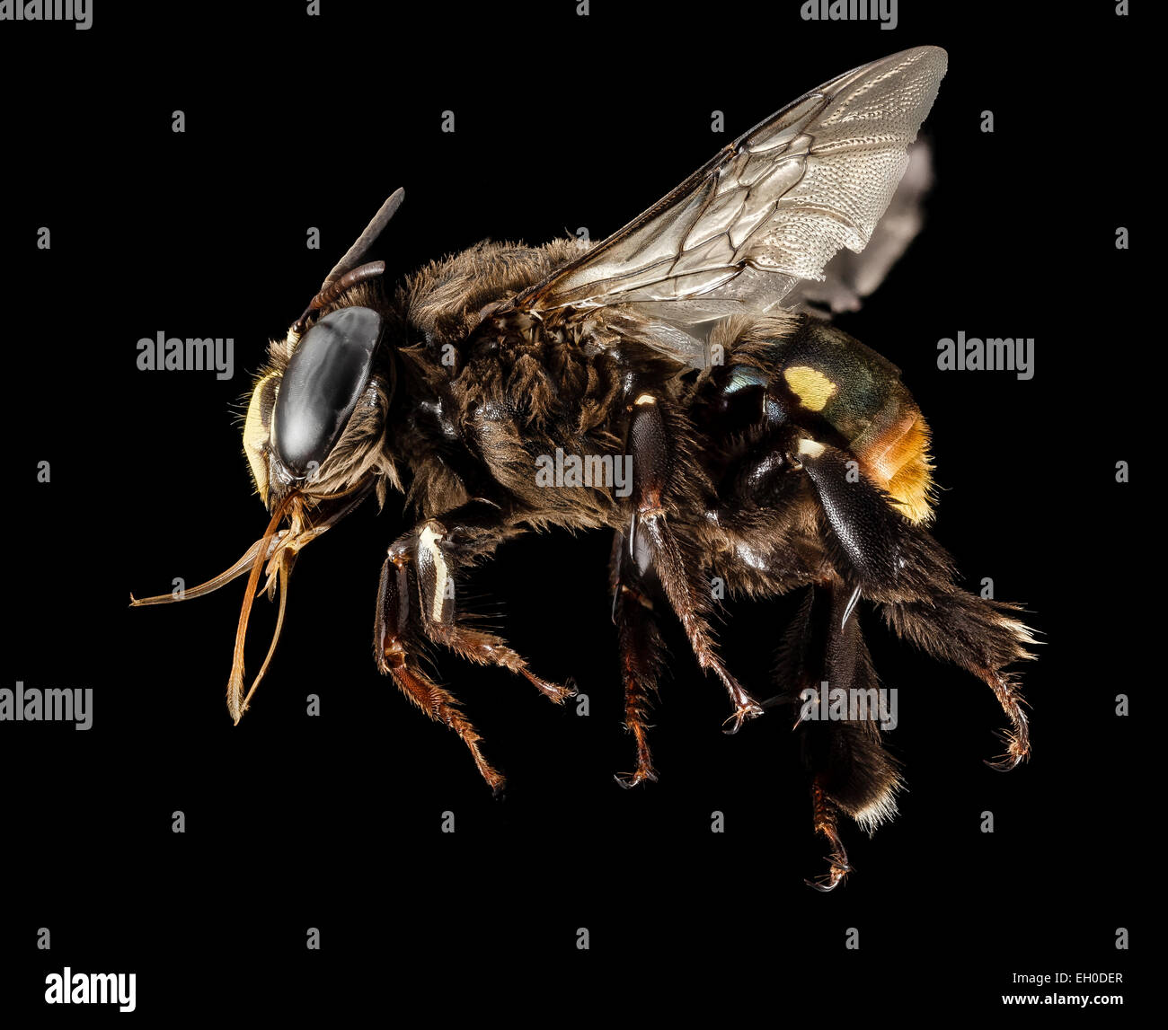 A male Centris haemorrhoidalis bee photographed from the side in Yauco ...