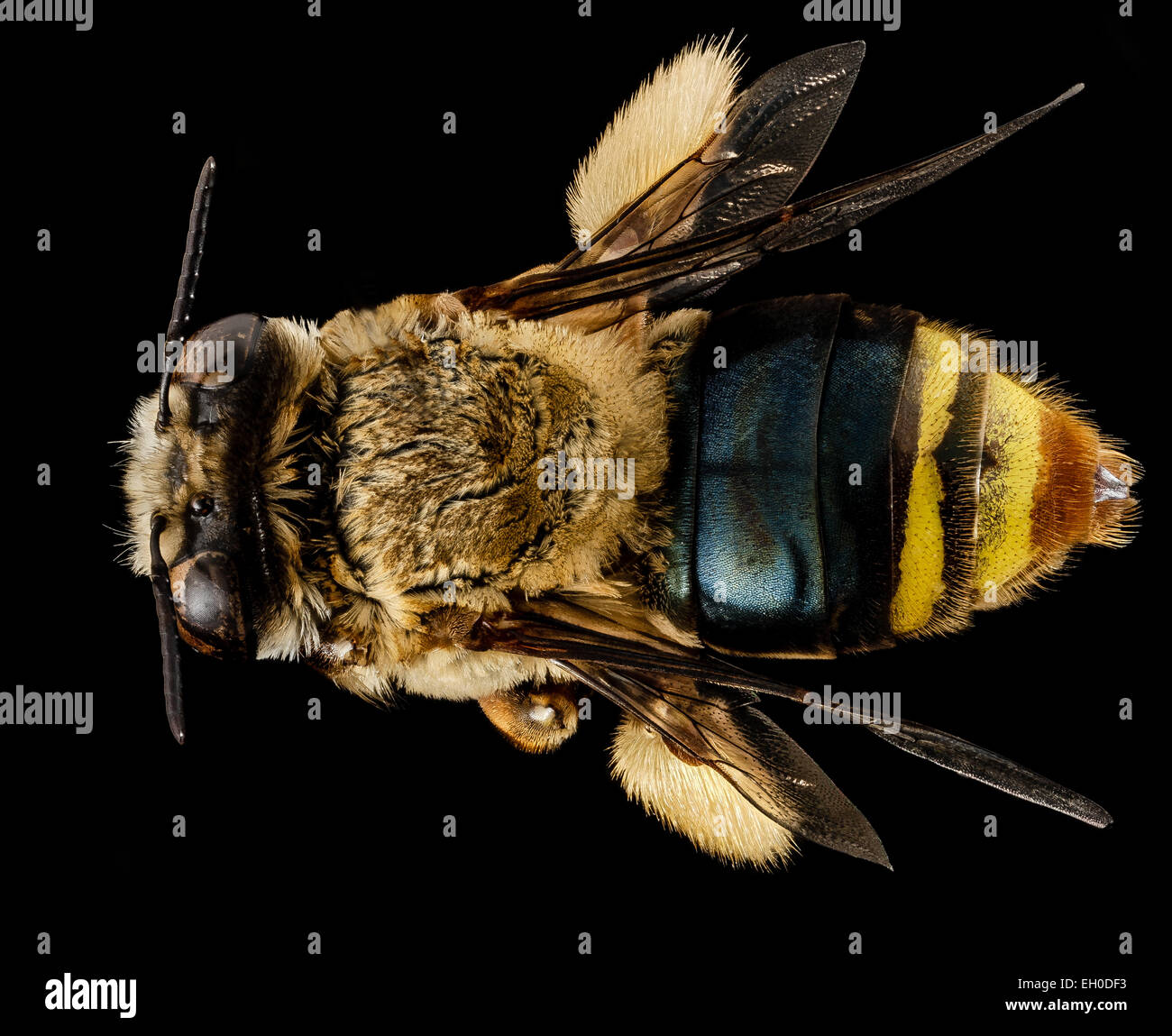 Centris smithii, a male bee species from Puerto Rico, is photographed ...