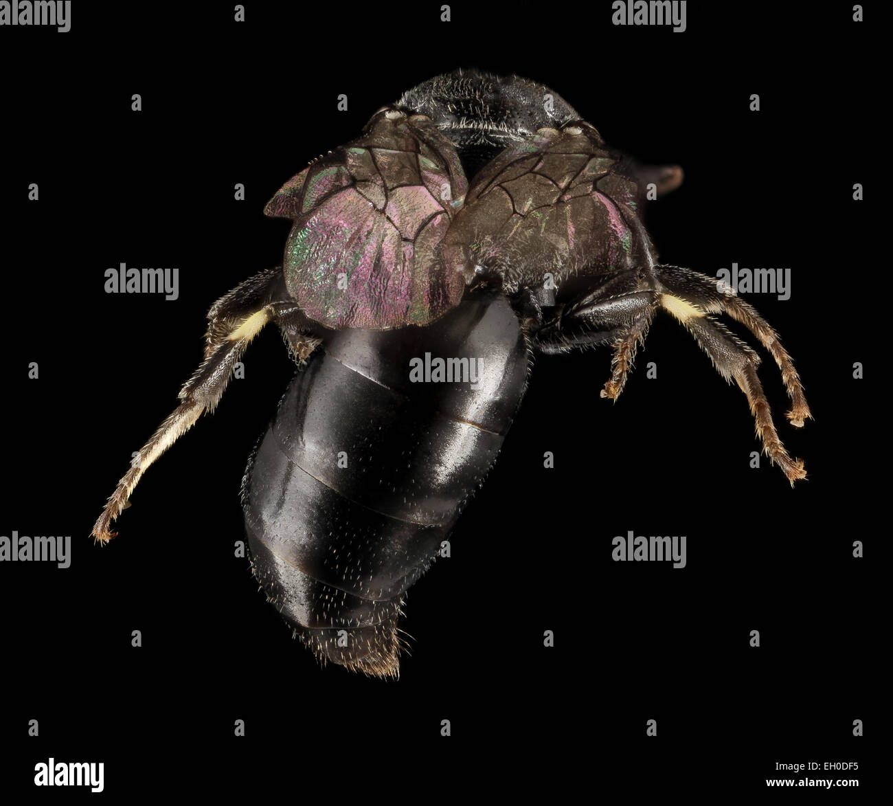 This image features a female *Hylaeus* bee, native to Puerto Rico ...