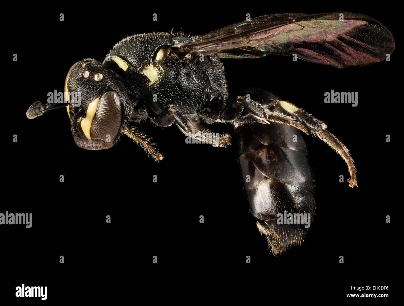 Hylaeus species hi-res stock photography and images - Alamy