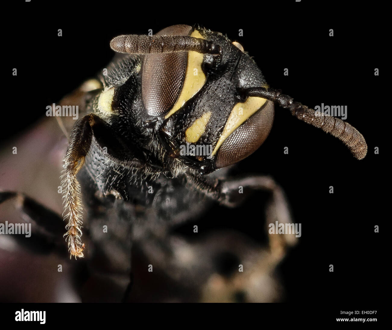 This image features a female Hylaeus sp. from Yauco, Puerto Rico ...