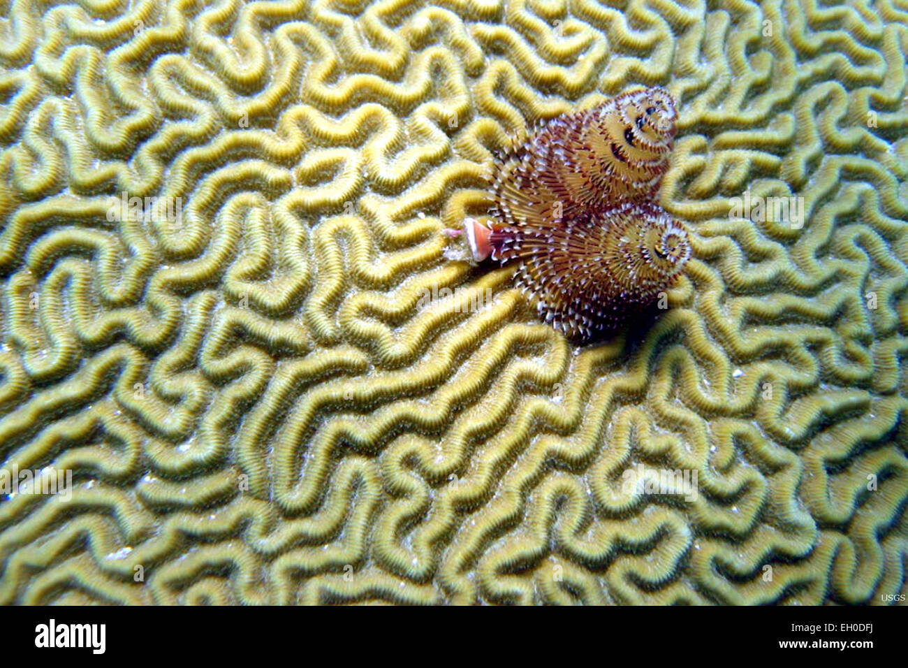 Christmas tree worms on a coral reef hi-res stock photography and ...