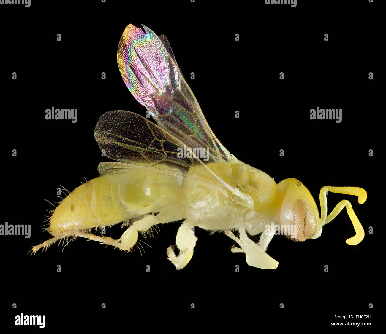 Minute bees play an important role in pollination, contributing to the ...