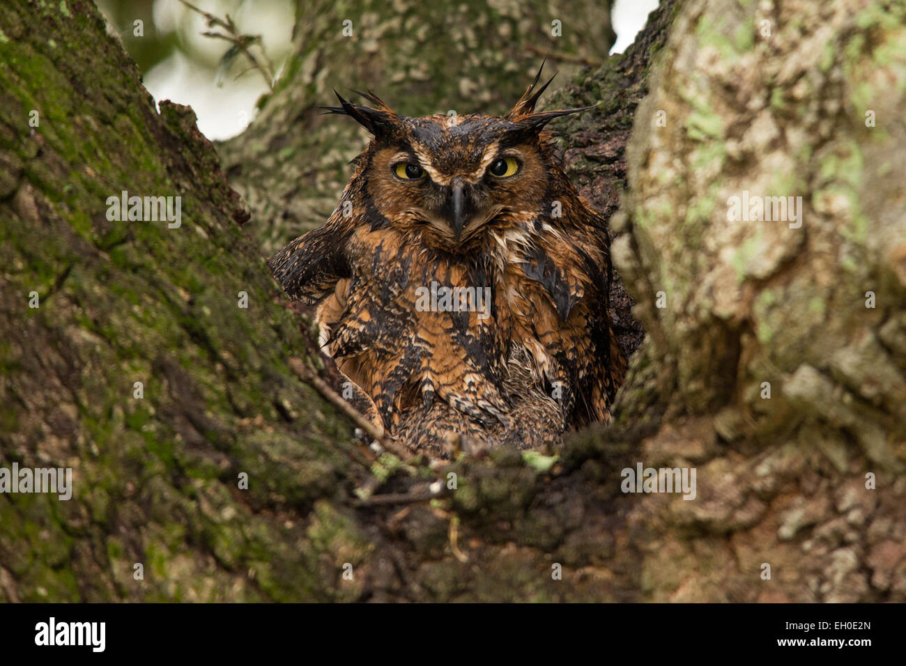 A female Great Horned Owl perched in a wintry setting, showcasing the ...